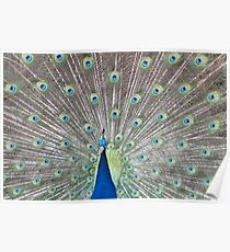 Peacock: Posters | Redbubble