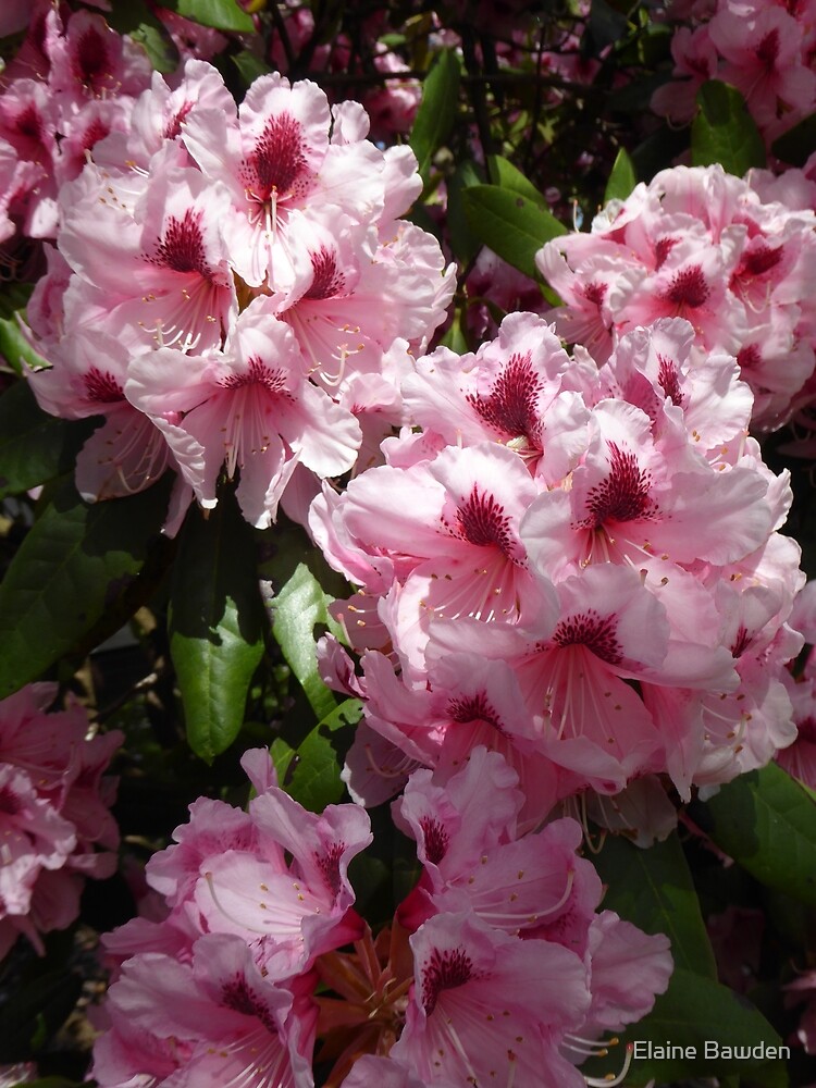 " Washington State Flower ~ Rhododendron" by Elaine Bawden | Redbubble
