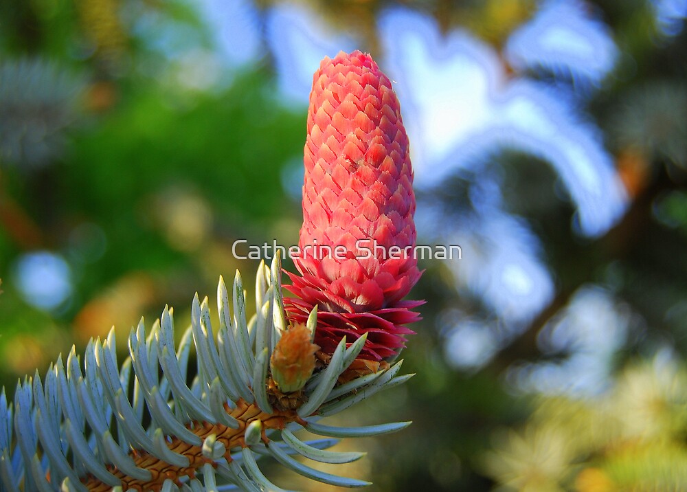 Blue Spruce Cones