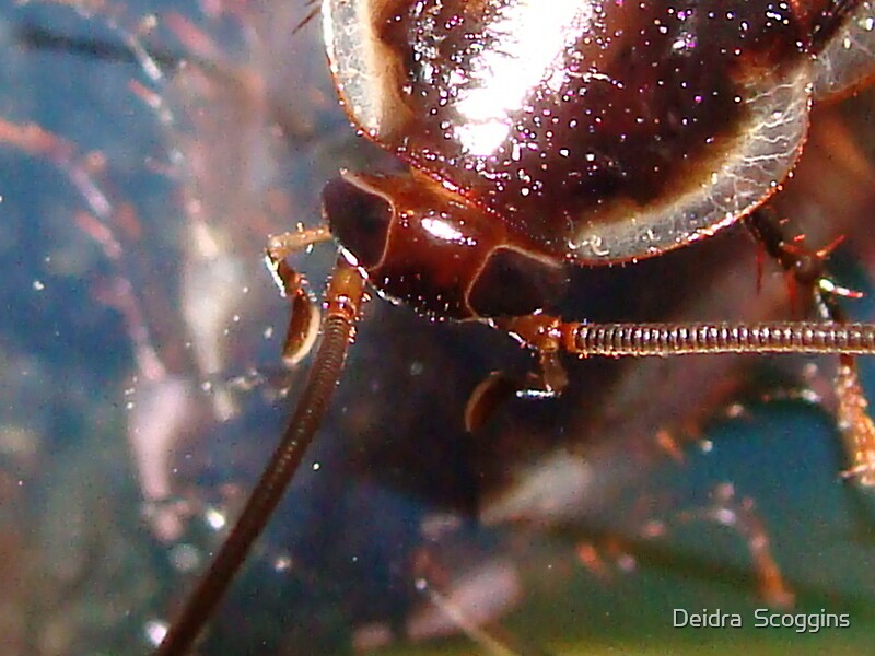 "waterbug face" by Deidra Scoggins | Redbubble