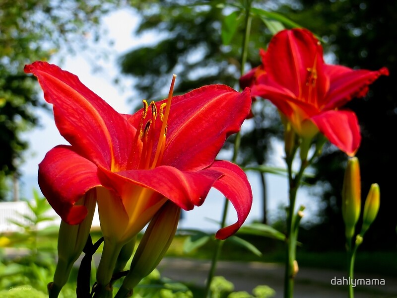"Red Magic Daylilies" by dahlymama | Redbubble