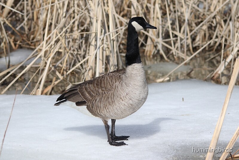 "Canada Goose" by hummingbirds | Redbubble