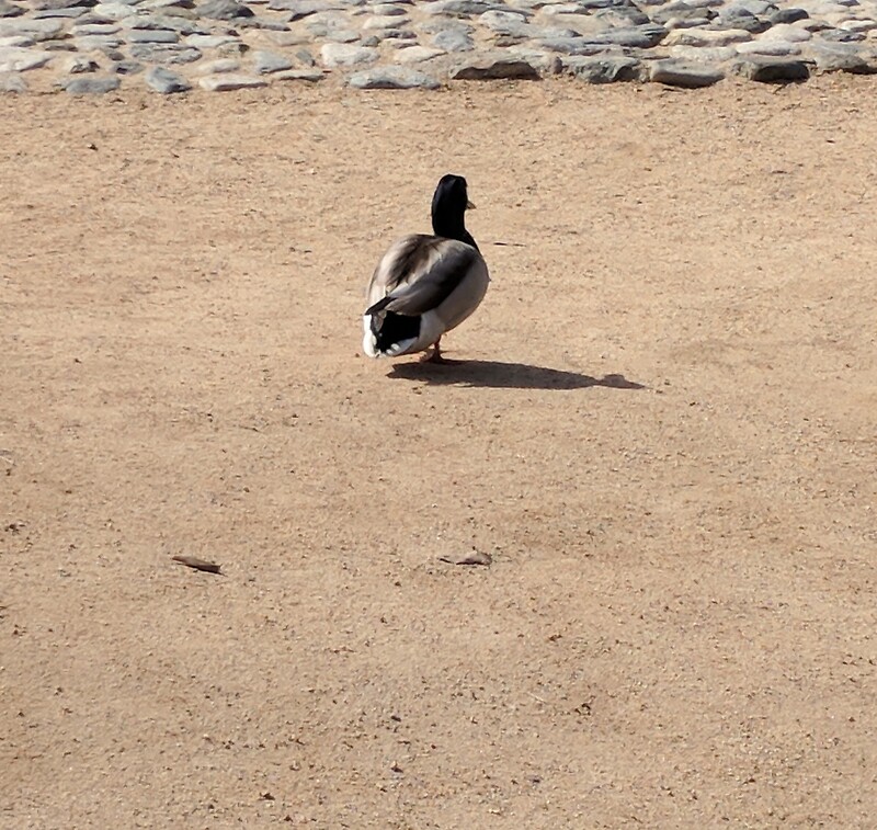 "Duck walking away" by TimothyDarius | Redbubble
