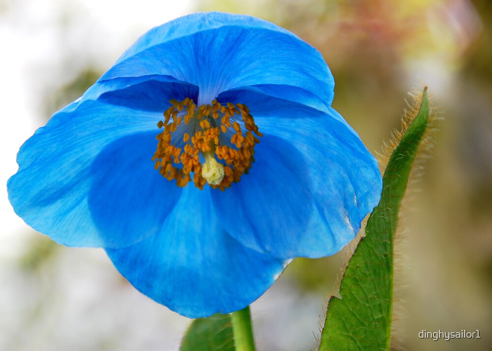 "himalayan blue" by dinghysailor1 | Redbubble