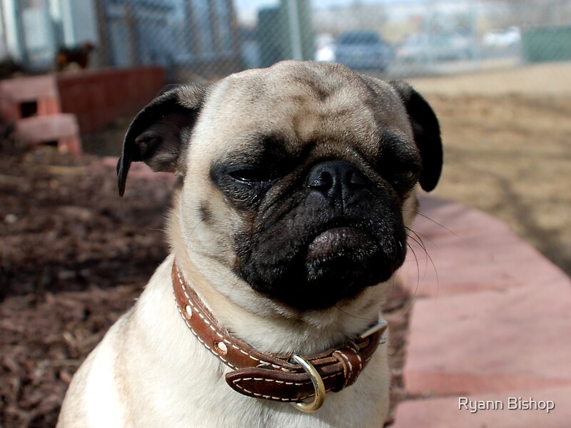 "Grumpy Pug" by Ryann Bishop | Redbubble