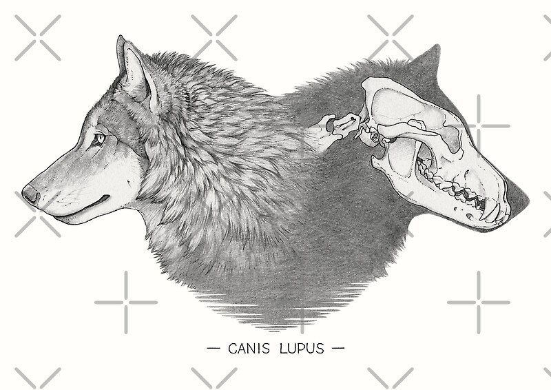 "Canis lupus" by Anisis | Redbubble