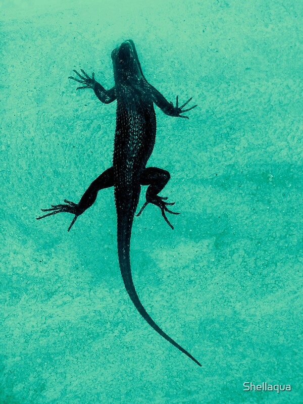 "lizard on turquoise wall 05/09/18" by Shellaqua | Redbubble