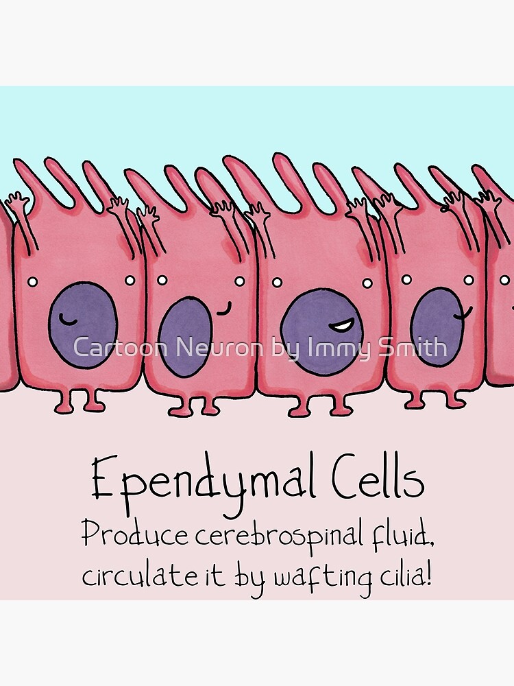 Ependymal Cells Shape