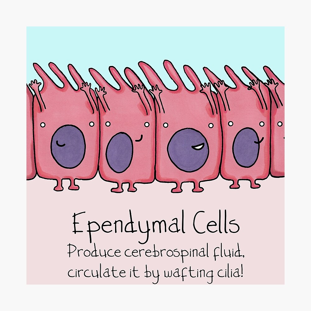 Ependymal Cells Shape