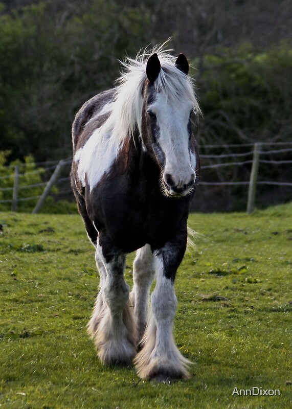 "Shire Horse" by AnnDixon | Redbubble