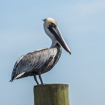 "Grand Pelican" Mask for Sale by KensLensDesigns | Redbubble