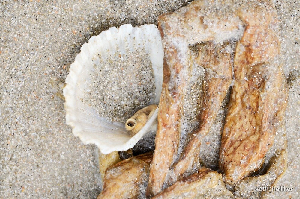 "Baby Barnacle" by kathyholliker | Redbubble