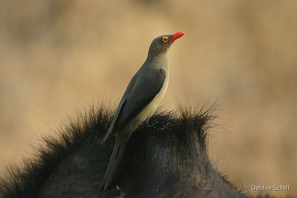 "Red Billed Oxpecker" by Debbie Schiff | Redbubble