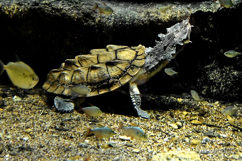 "Mata Mata Turtle..." by Poete100 | Redbubble