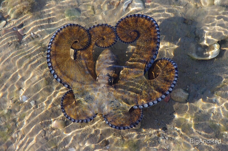 "Octopus flower, WA" by BigAndRed | Redbubble