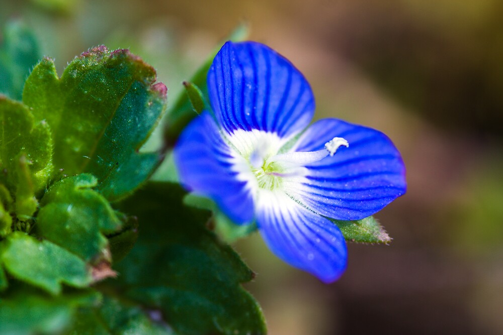 "Common Field-speedwell (Veronica persica)" by Steve Chilton | Redbubble