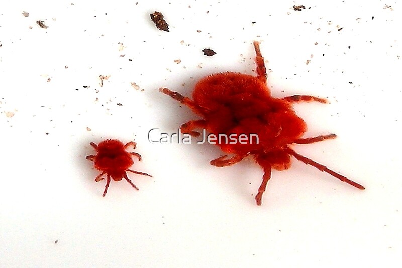 "Red Velvet Mites" by Carla Jensen | Redbubble