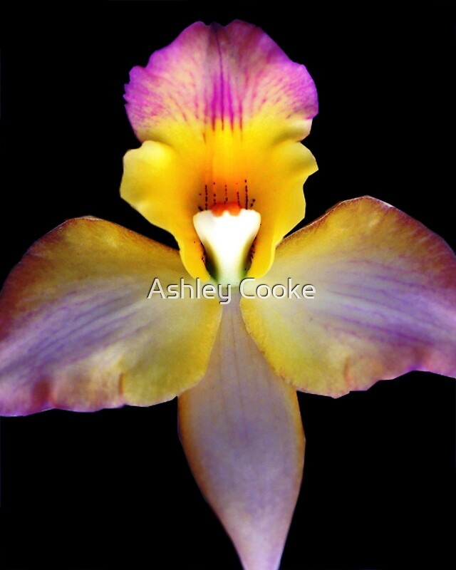 "VaVaVa Voom - Orchid Alien Discovery" by Ashley Cooke | Redbubble