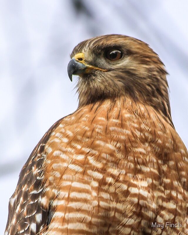 "Hawk / Falcon" by May Finch | Redbubble