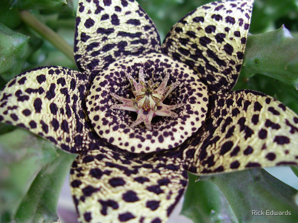 "Orbea variegata - Starfish Cactus" by Rick Edwards | Redbubble