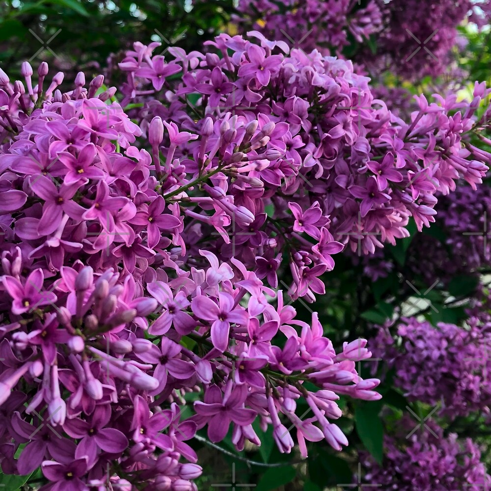 "Purple pink lilacs | classic purple flowering shrub" by hollycooper ...