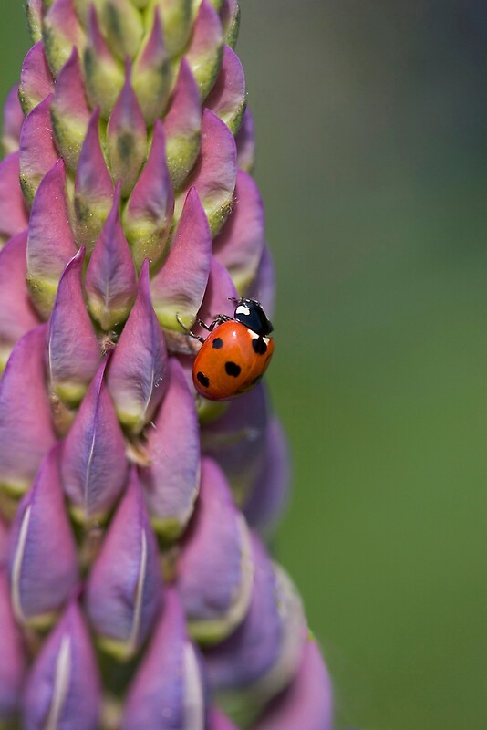 "Ladybird hanging onto a lupin!" by Carole Stevens | Redbubble