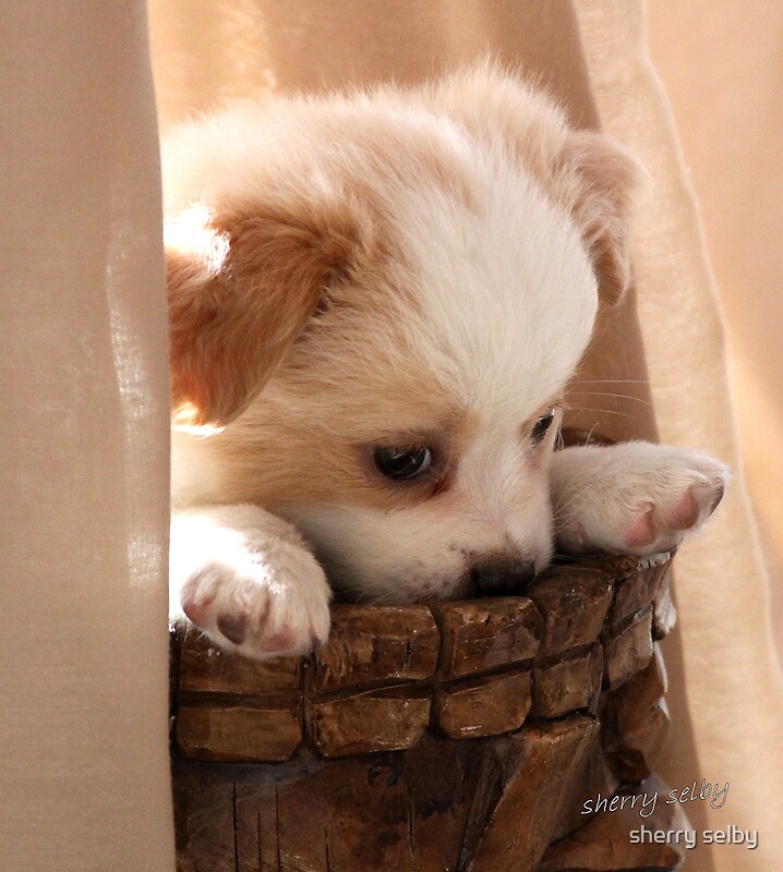 "pouting puppy" by sherry selby | Redbubble