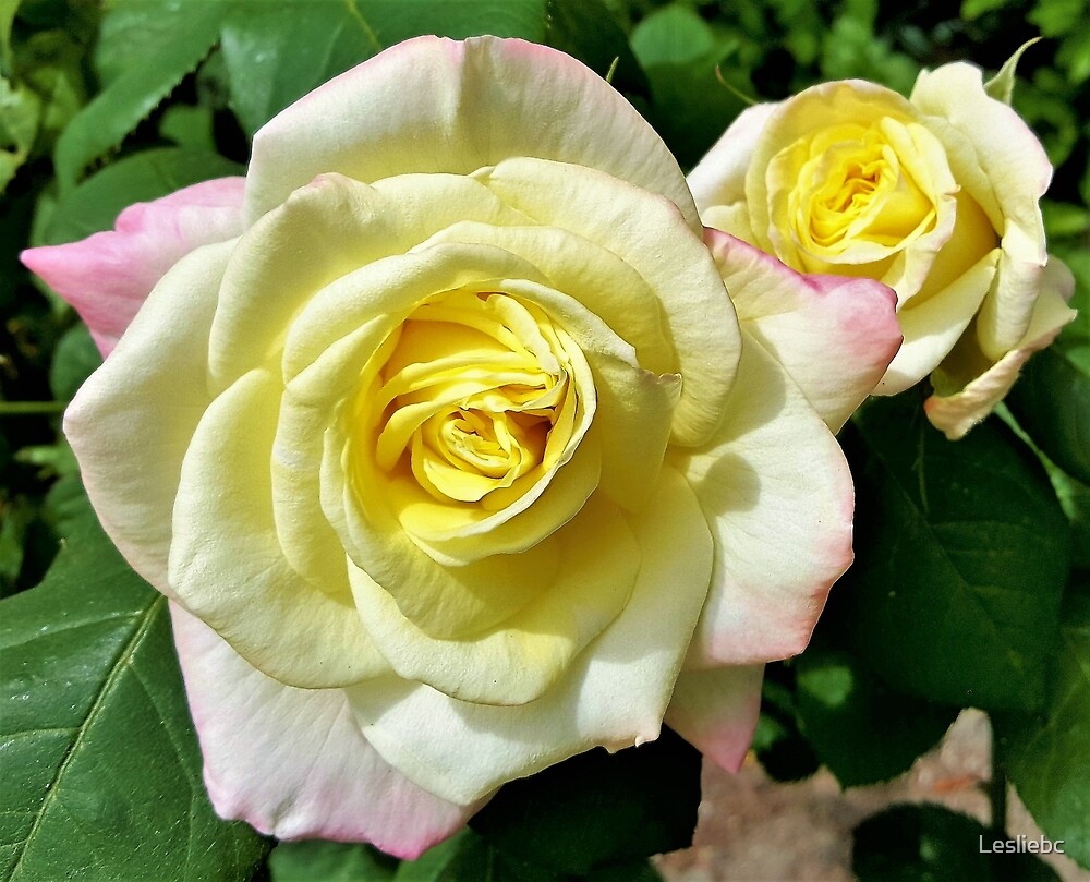 "Spring Roses" by Lesliebc | Redbubble