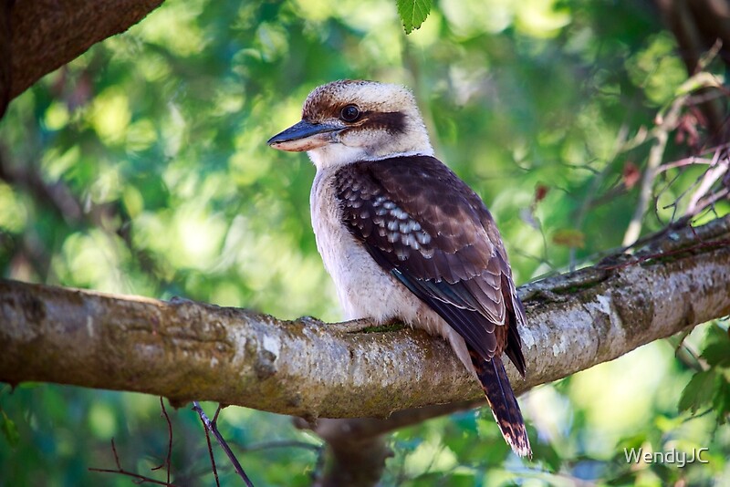 "Kooka Looking" by WendyJC | Redbubble