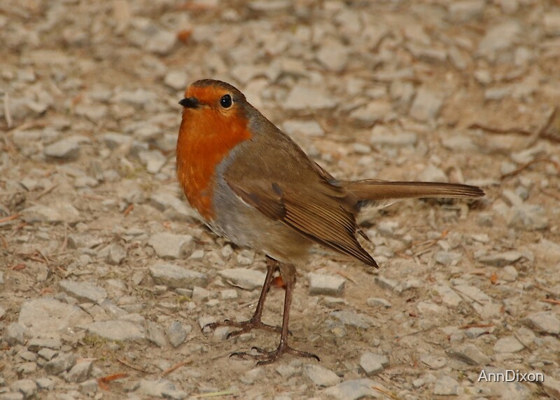 "European Red Robin" by AnnDixon | Redbubble