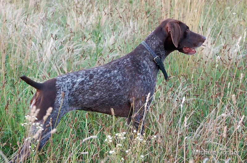 "Pointer" by Michele Conner | Redbubble