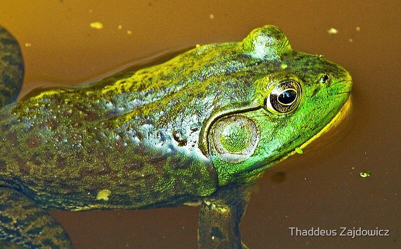 ""Pluck your magic twanger, Froggy!"" by Thaddeus Zajdowicz | Redbubble