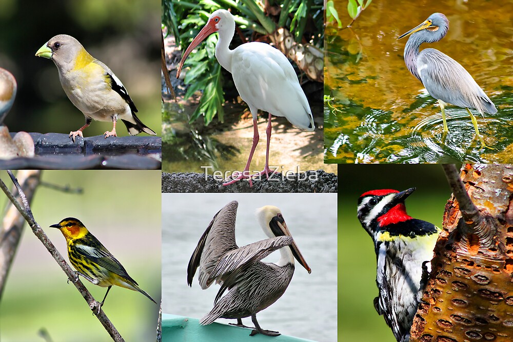 "Bird Collage" by Teresa Zieba | Redbubble