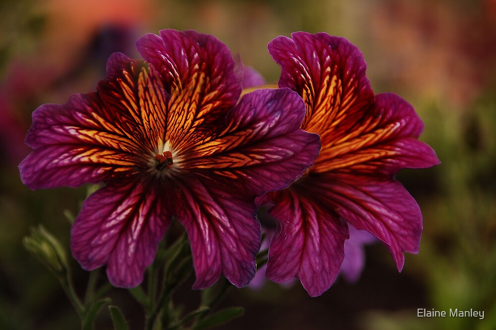 "Flowers of Alberta " by Elaine Manley | Redbubble