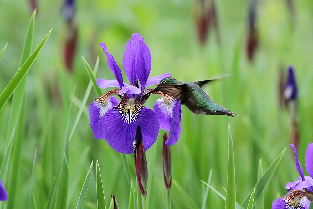 "The Hummingbird and the Iris" by Linda Crockett | Redbubble