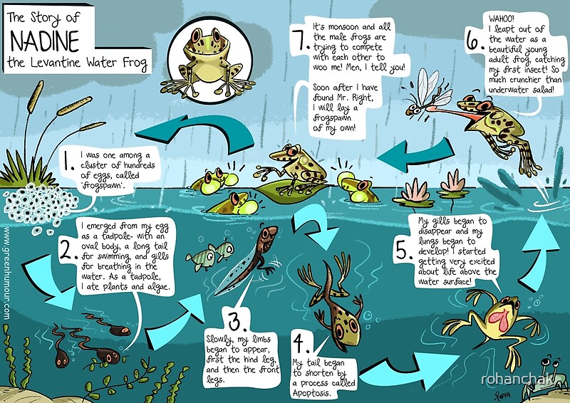 "Frog Life Cycle poster" by rohanchak | Redbubble