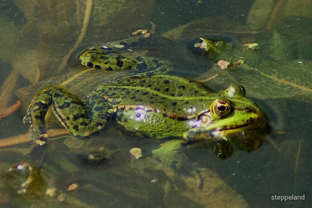 "Four Eyed frog" by steppeland | Redbubble