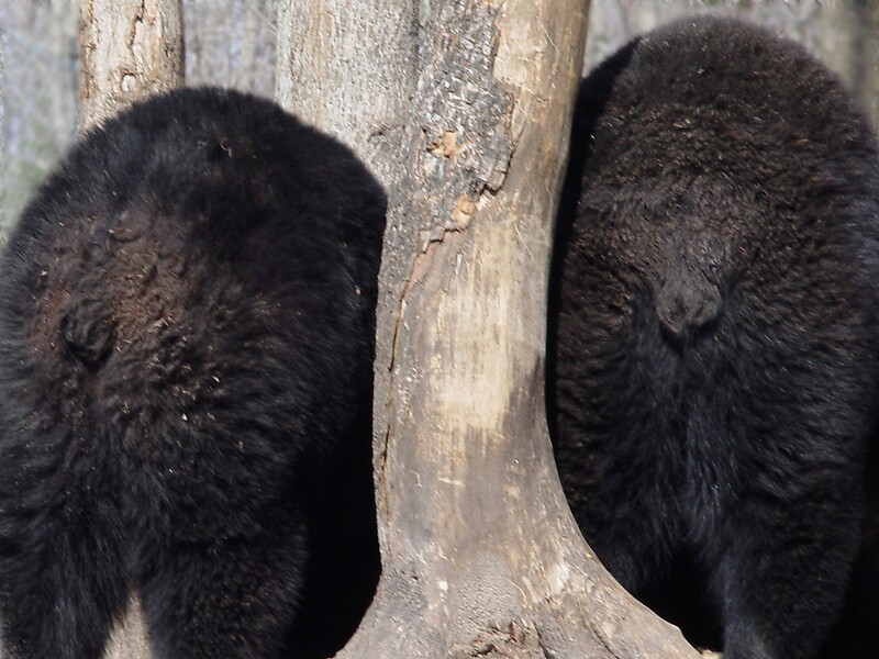 "Bear Butts" by Karen Karl | Redbubble