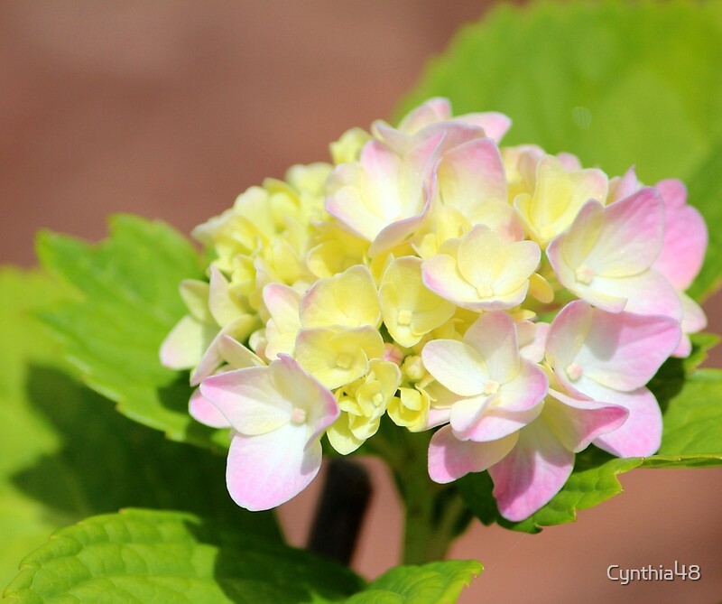 "Pastel Hydrangea" by Cynthia48 | Redbubble