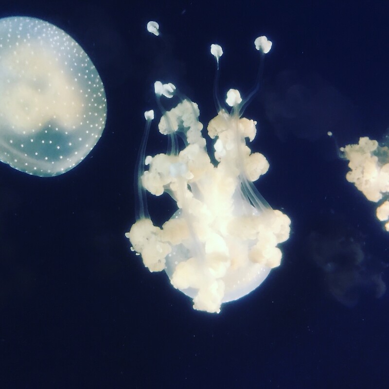 "Butterfly Jellyfish" by Mptravler | Redbubble