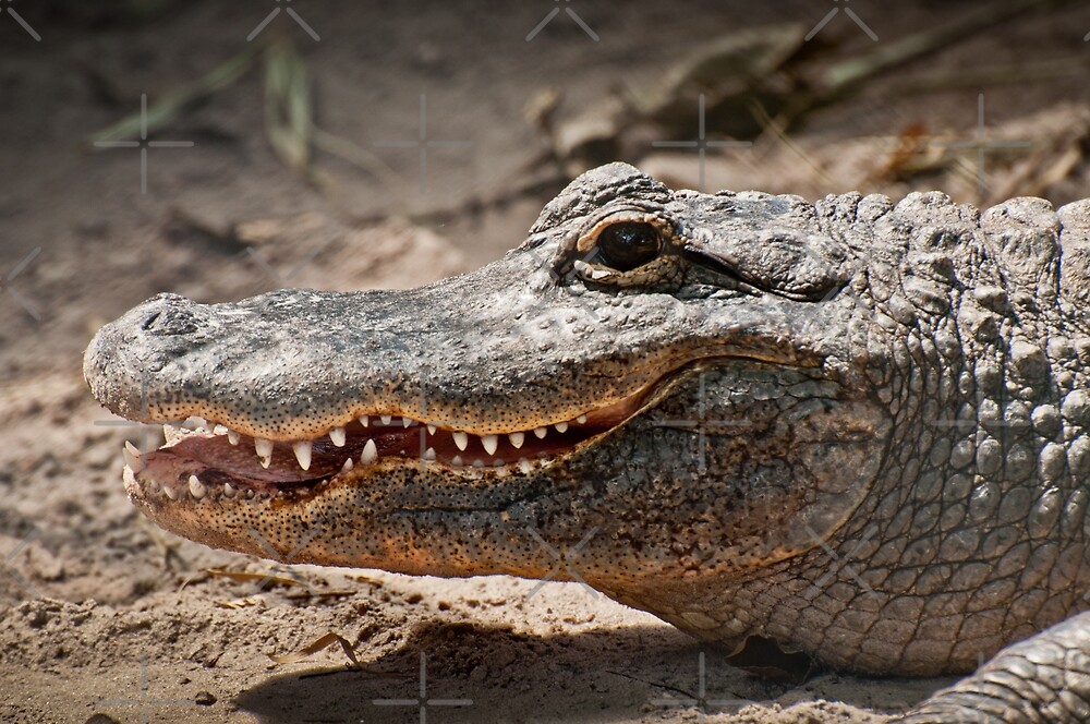 "Alligator Smile" by DretographyFL | Redbubble