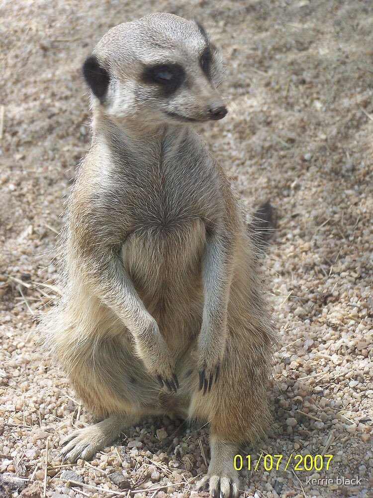 "mir cat" by kerrie black | Redbubble