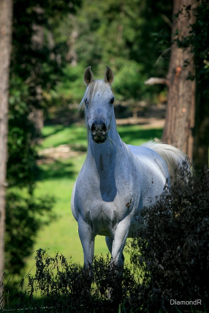 "Sabtah Nahlah" by DiamondR | Redbubble