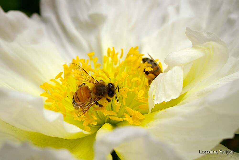"Ice Poppy" by Lorraine Seipel | Redbubble