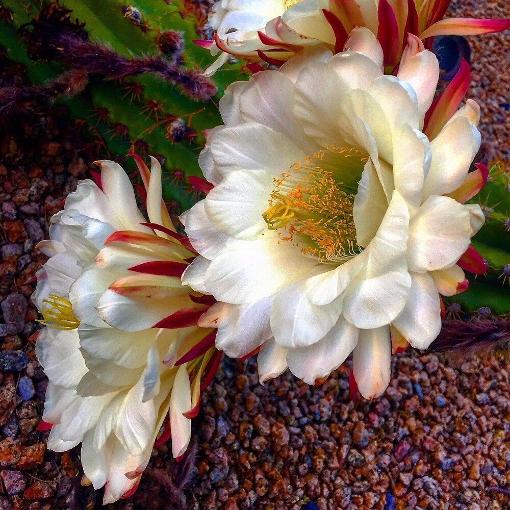 "White Queen Cactus Blooms" by AlexandraZloto | Redbubble
