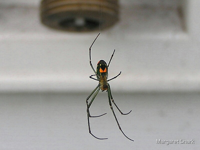 "The Itsy Bitsy Spider Went Up the Water Spout" by Margaret Shark ...