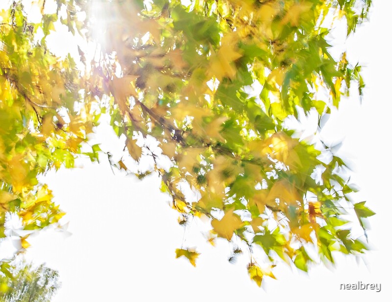 "Autumn winds of season's change" by nealbrey | Redbubble