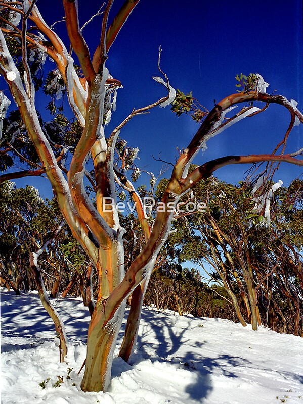 "Iced Snowgums on Mt Baw Baw, Gippsland, Victoria" by Bev Pascoe ...