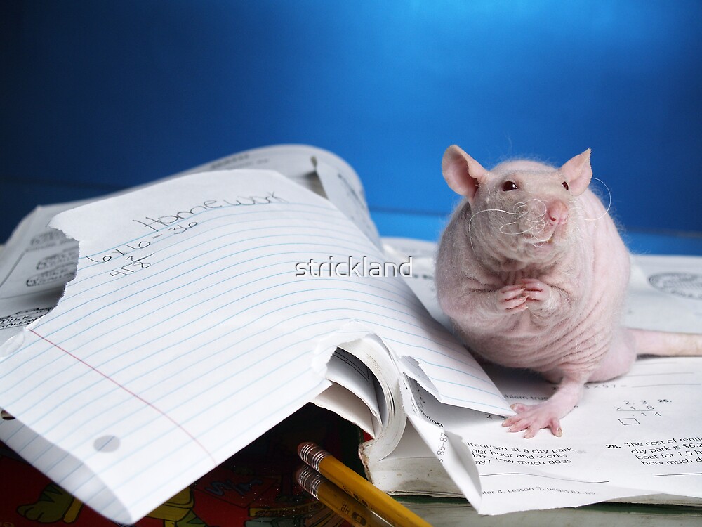 "My rat ate my homework" by strickland | Redbubble