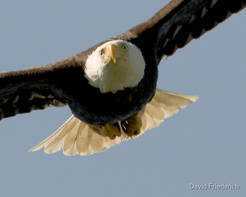"The Focus of an Eagle" by David Friederich | Redbubble
